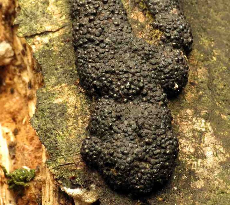 Common Types of Tree Fungus