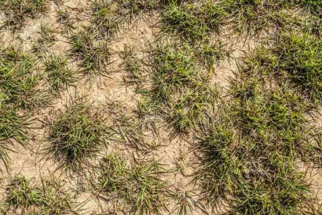 Grow a Sustainable Lawn in the Desert? Yes, You Can