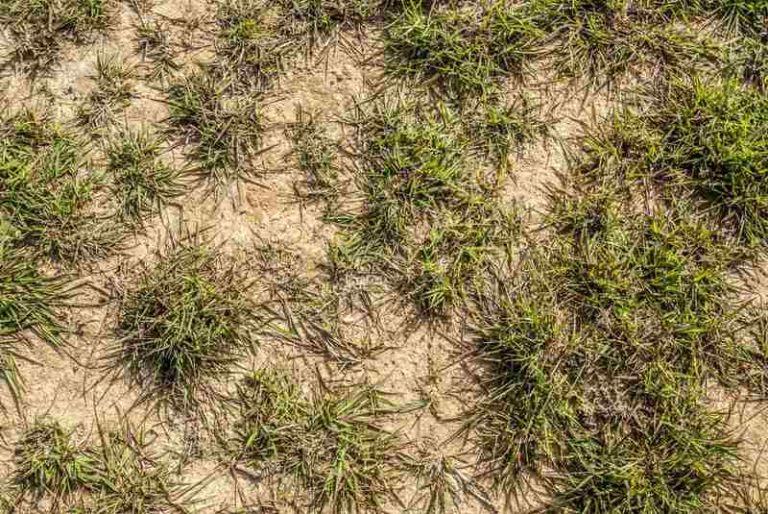 Grow a Sustainable Lawn in the Desert? Yes, You Can