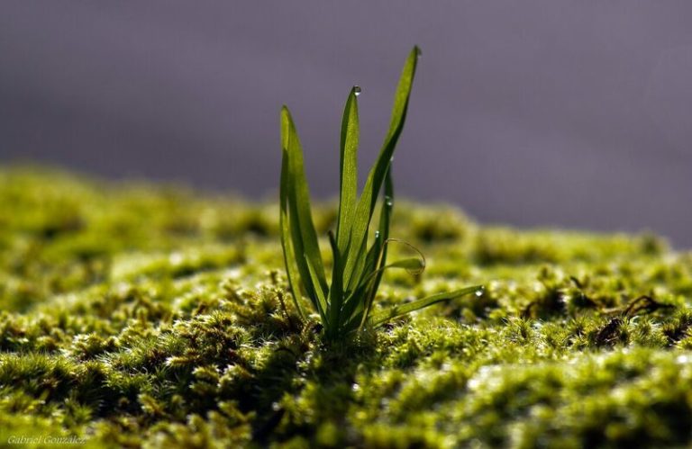 How to Grow a Moss Lawn: Pros & Cons