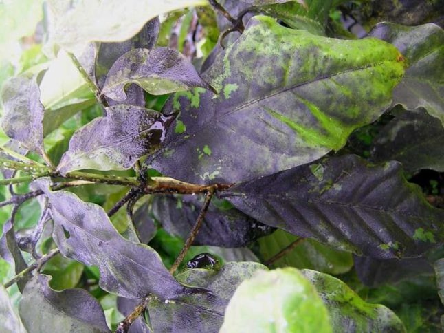 Common Types of Tree Fungus