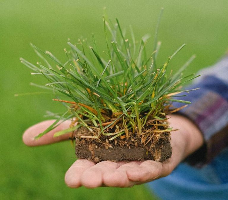 What are Grass Plugs and How to Use Them