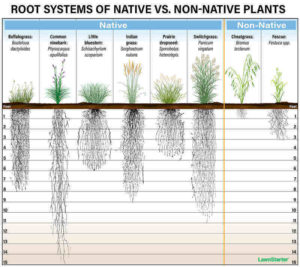 Native Grasses: Are They Right for Your Lawn?