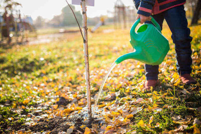 How Much, How Often, and How Best to Water Your Trees