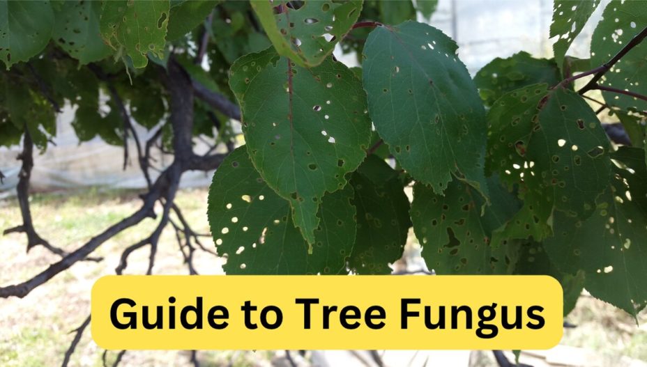 7 Ash Tree Diseases and How to Treat Them
