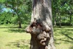 How to Treat Tree Wounds