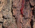 Why Is My Tree Leaking Sap?