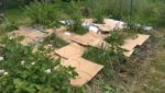9 Types of Organic Mulch