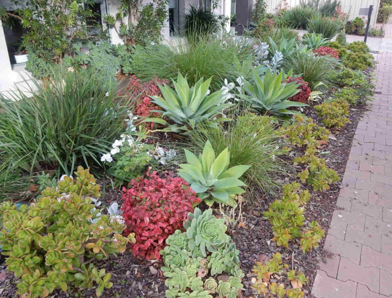 12 Drought-Tolerant Landscaping Ideas