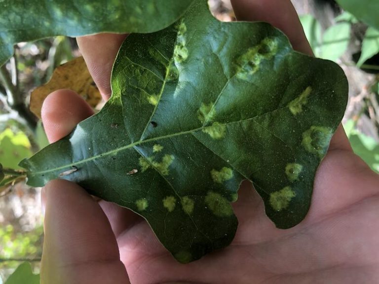 Oak Tree Diseases: How to Treat Them
