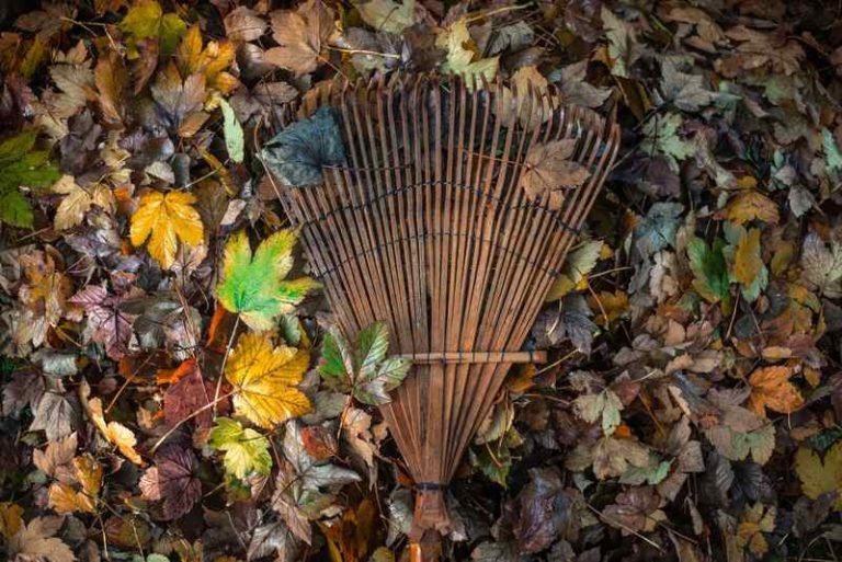 12 Types of Rakes: Uses and Tips