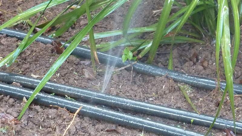 The pros and cons of a drip irrigation system
