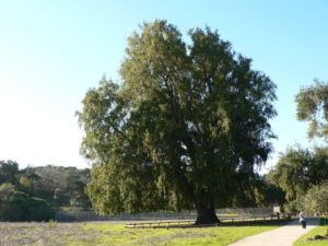 How to Build a Treehouse (in 11 Steps)