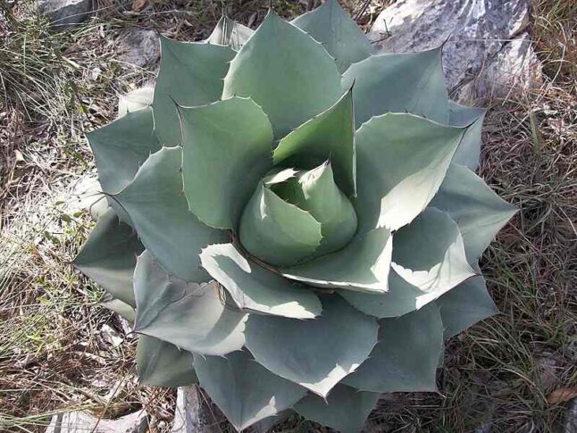 Best Plants for Xeriscaping