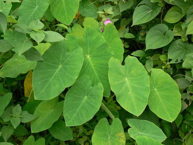 16 Best Plants for Your Koi Pond