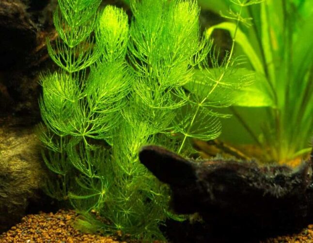 16 Best Plants for Your Koi Pond