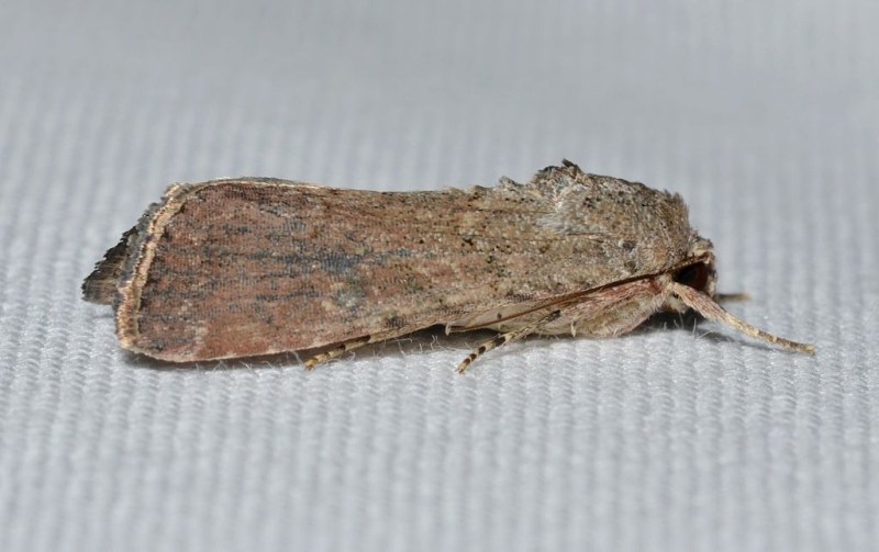 armyworm moth