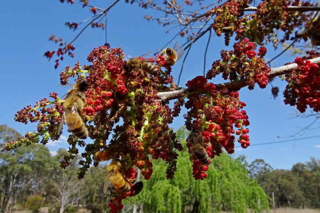 5 Hardiest Trees for Dallas, TX