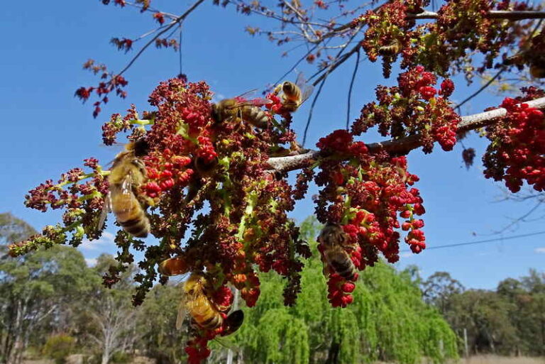 5 Hardiest Trees for Dallas, TX