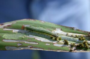 15 Common Insect Pests Damaging Your Lawn