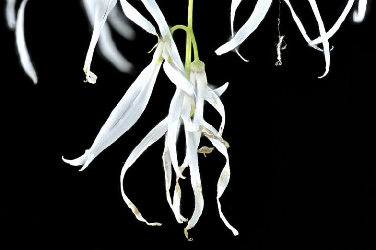 10 Best Native Trees for Orlando, FL