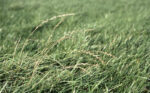 Best Grass Seed for New Jersey