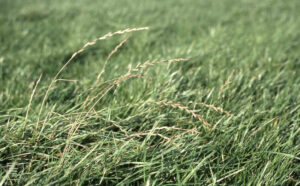 Best Grass Seeds for Virginia