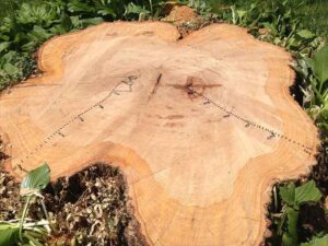 Oak Tree Diseases: How to Treat Them