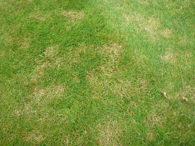 Dormant Grass vs. Dead Grass