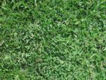 7 Best Types of Grass for Florida Lawns