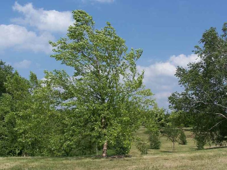 10 Best Native Trees to Plant in Virginia Beach