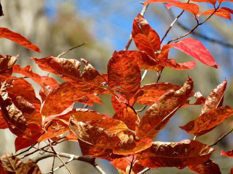10 Best Native Trees to Plant in Virginia Beach