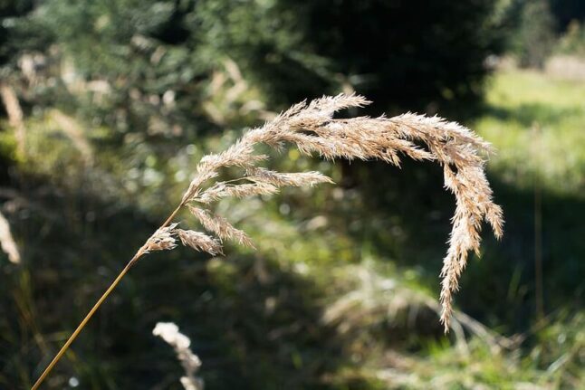 5 Best Grass Types for El Paso, TX