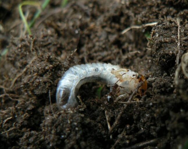 6 Signs Your Lawn Has Grubs
