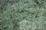 Lawn Scalping: What Is It and When to Do It