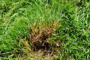 20 Most Common Weeds in Oklahoma: How to Identify and Control Them