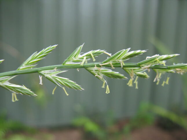 Best Grass Seed for North Texas