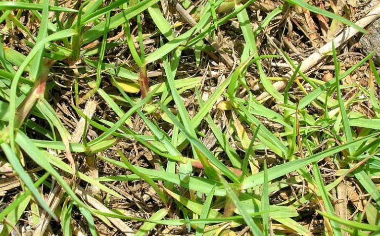 7 Best Types of Grass for Florida Lawns