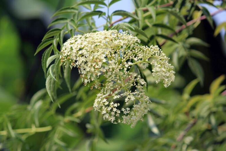 21 Native Plants for Wisconsin
