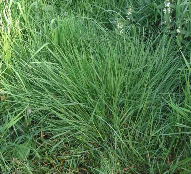 Best Grass Seed for Washington State