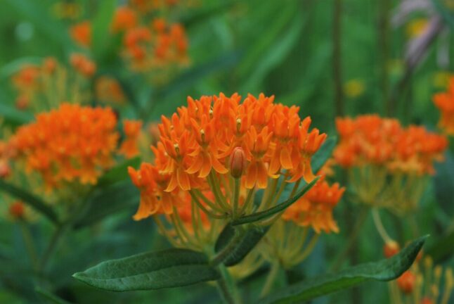 10 Best Ohio Native Plants