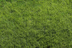 Guide to Growing Kentucky Bluegrass