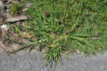 11 Common Lawn Weeds in Pennsylvania: How To Identify and Control Them
