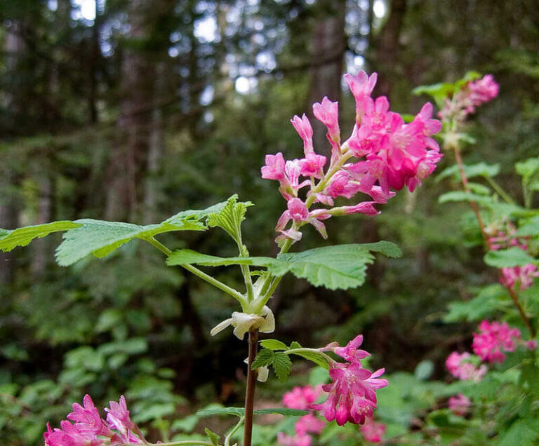 28 Oregon Native Plants