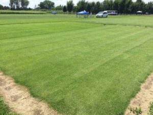 Best Types of Grass for California