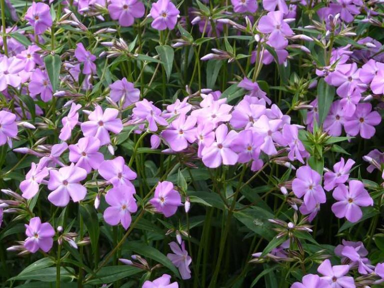 14 Best North Carolina Native Plants