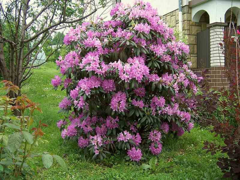 14 Best North Carolina Native Plants