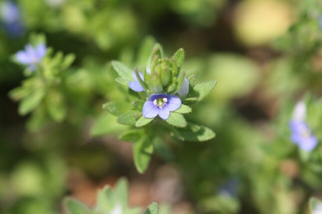 13 Common Weeds in Virginia: How to Identify and Control Them