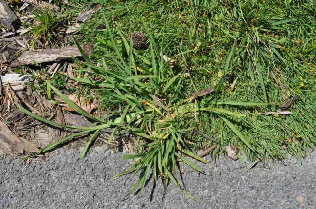 Common Lawn Weeds in Texas: How to Identify and Control Them