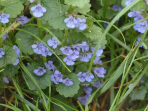 11 Common Lawn Weeds in Pennsylvania: How To Identify and Control Them